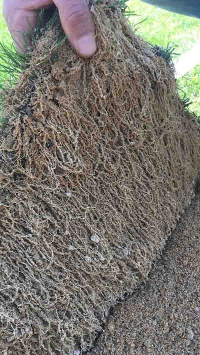 Gazon naturel renforcé: gazon hybride - Hatko Sport